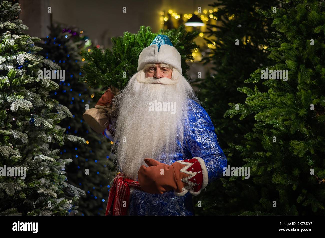 Russian santa claus buys a christmas tree in the store Stock Photo - Alamy