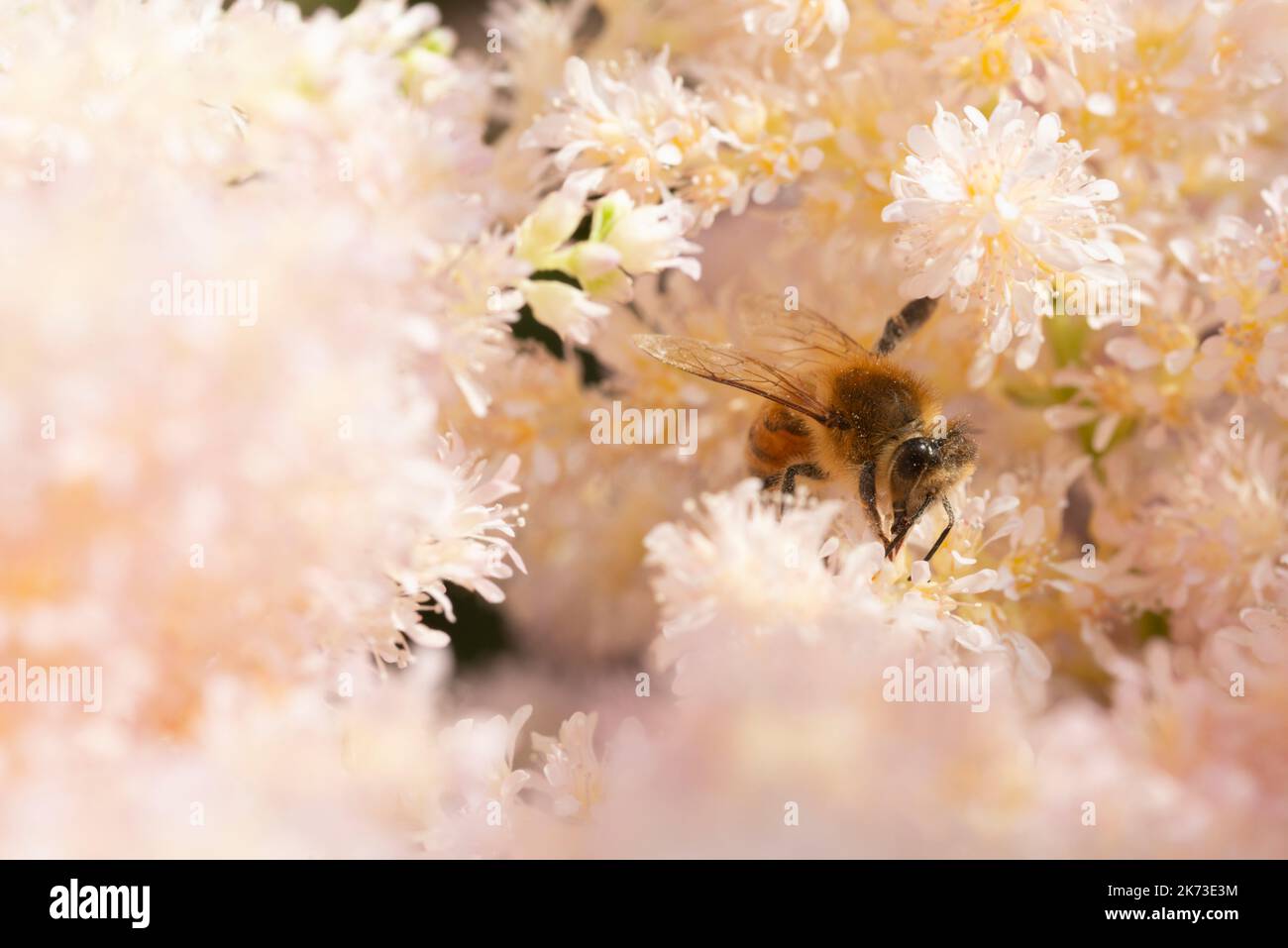 Bee Gathering Pollen on Astilbe Japonica Stock Photo - Alamy