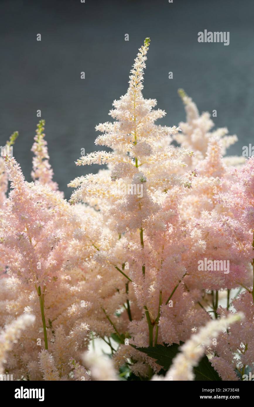 Astilbe Japonica White Flowers Stock Photo - Alamy