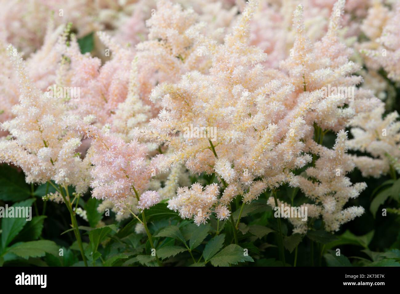Astilbe Japonica White Flowers Stock Photo - Alamy