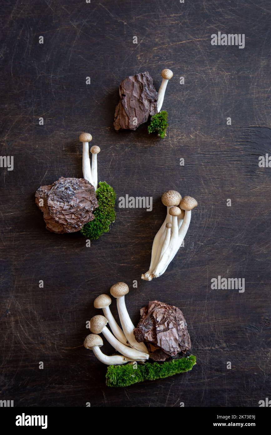 Cluster of fresh brown shimeji mushrooms close up. shimeji mushrooms on ...