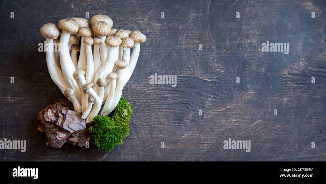Cluster of fresh brown shimeji mushrooms close up. shimeji mushrooms on ...