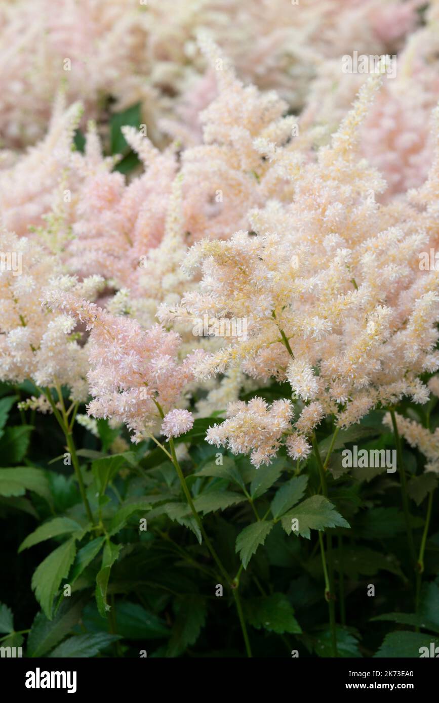Astilbe Japonica White Flowers Stock Photo - Alamy