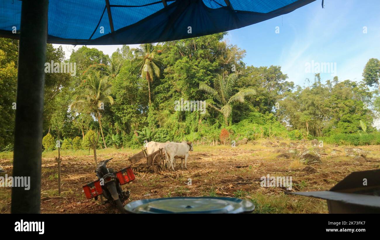 the cow is working to pull the carriage Stock Photo - Alamy