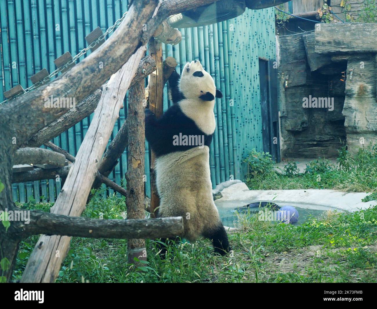 BEIJING, CHINA - OCTOBER 17, 2022 - A giant panda plays at the Beijing ...