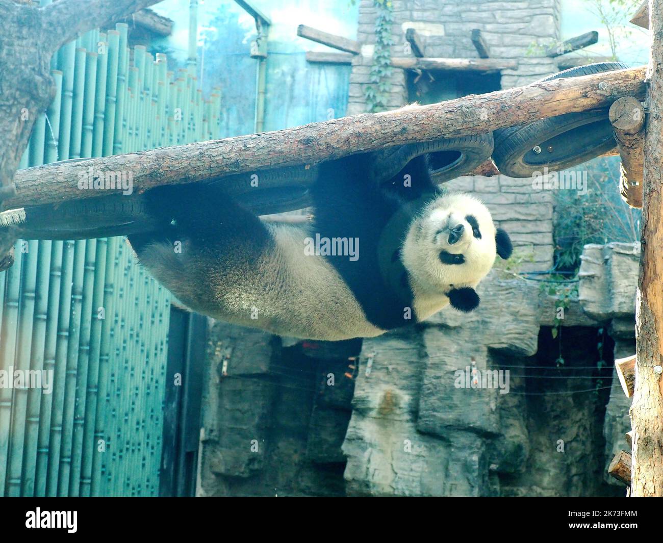 BEIJING, CHINA - OCTOBER 17, 2022 - A giant panda plays at the Beijing ...