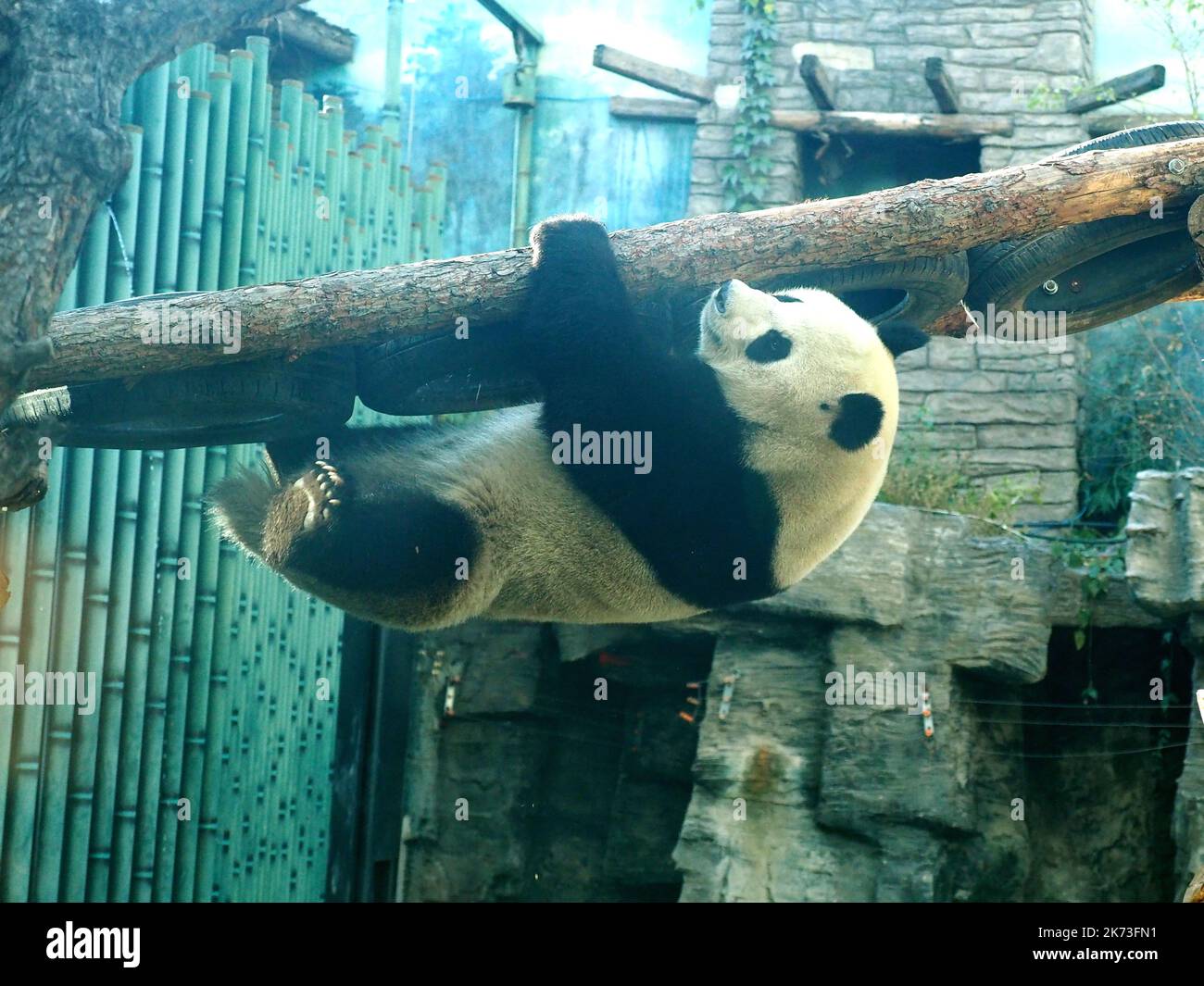 BEIJING, CHINA - OCTOBER 17, 2022 - A giant panda plays at the Beijing ...