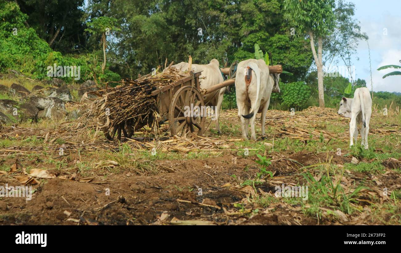 the cow is working to pull the carriage Stock Photo - Alamy