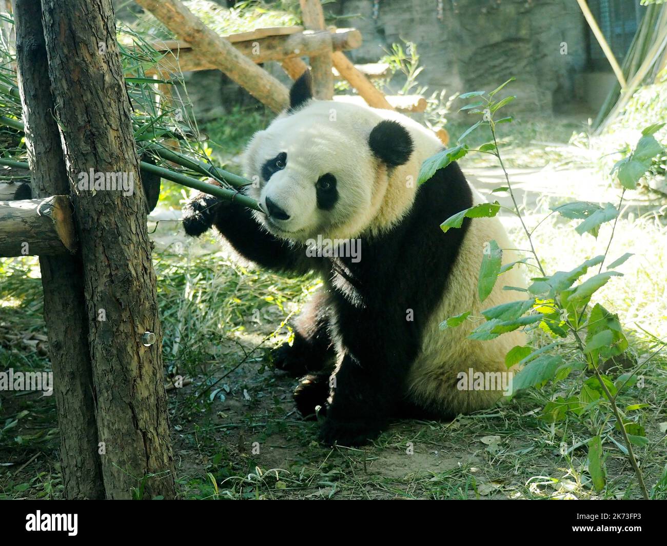 BEIJING, CHINA - OCTOBER 17, 2022 - A giant panda plays at the Beijing ...