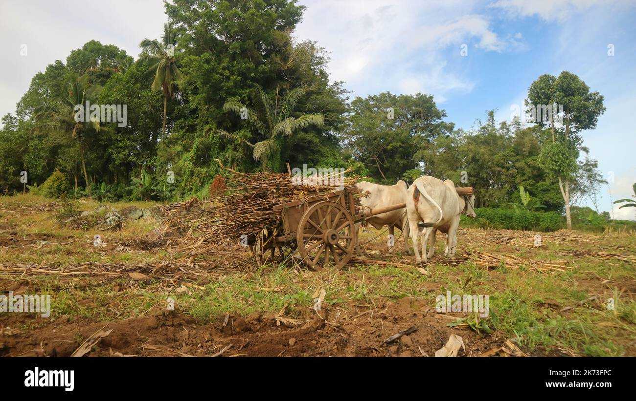 the cow is working to pull the carriage Stock Photo - Alamy