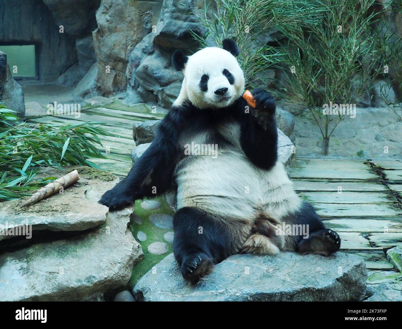 BEIJING, CHINA - OCTOBER 17, 2022 - A giant panda plays at the Beijing ...