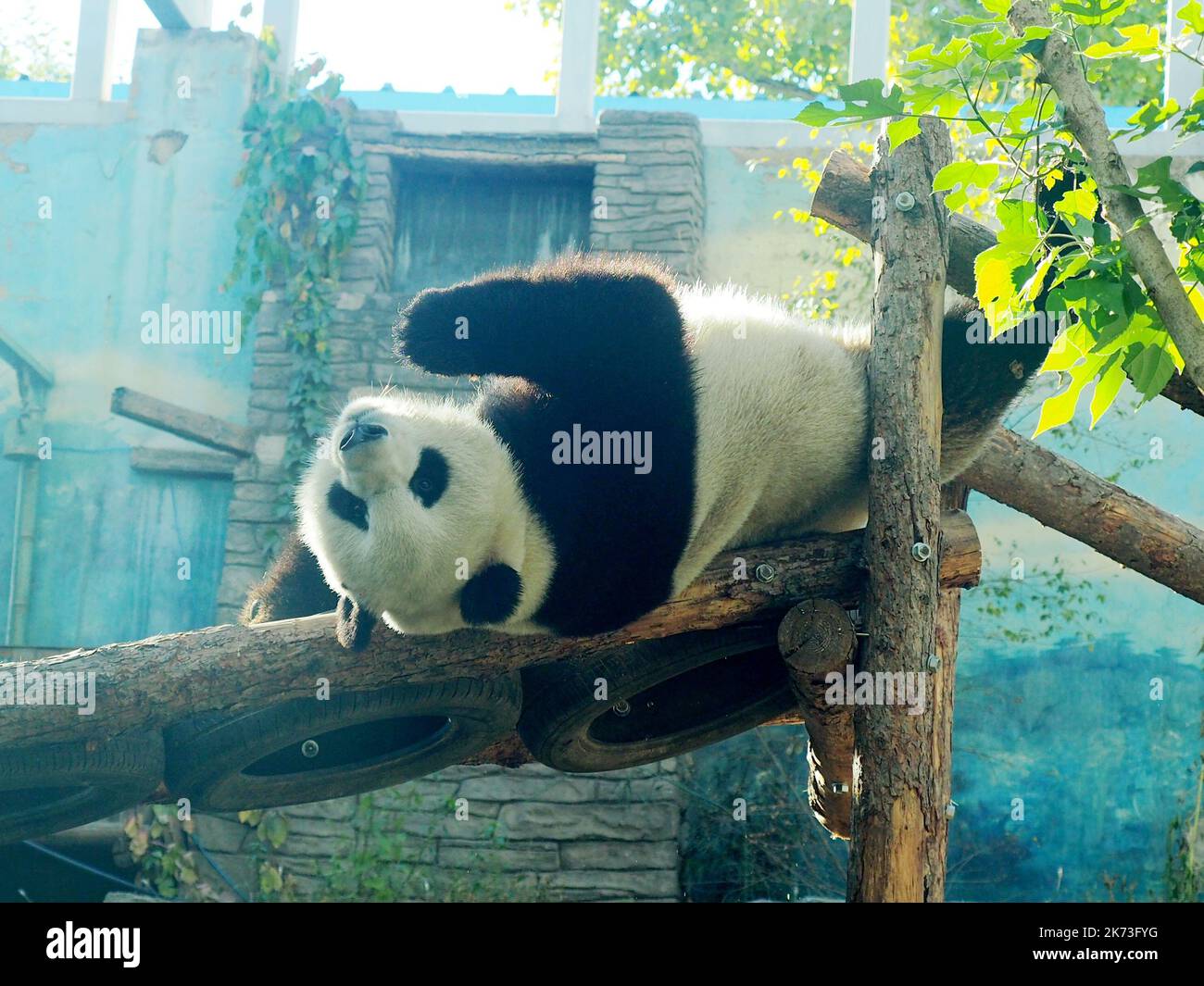 BEIJING, CHINA - OCTOBER 17, 2022 - A giant panda plays at the Beijing ...