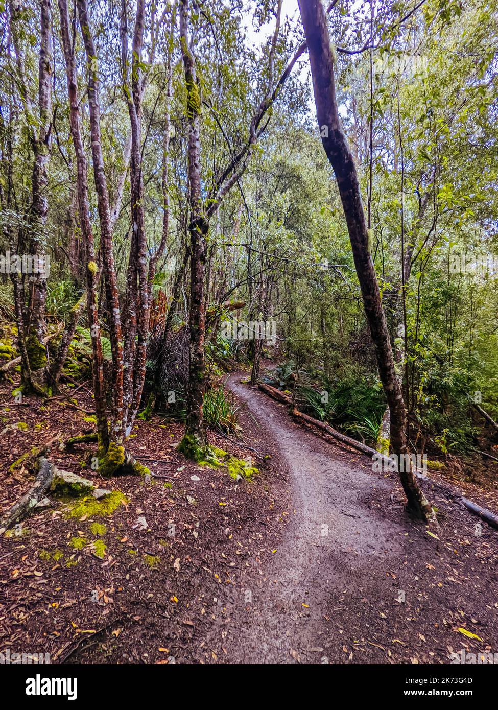 Blue Derby Bike Network Tasmania Australia Stock Photo - Alamy