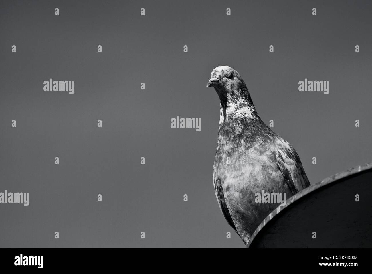 A grayscale of a pigeon, Columbidae standing Stock Photo - Alamy