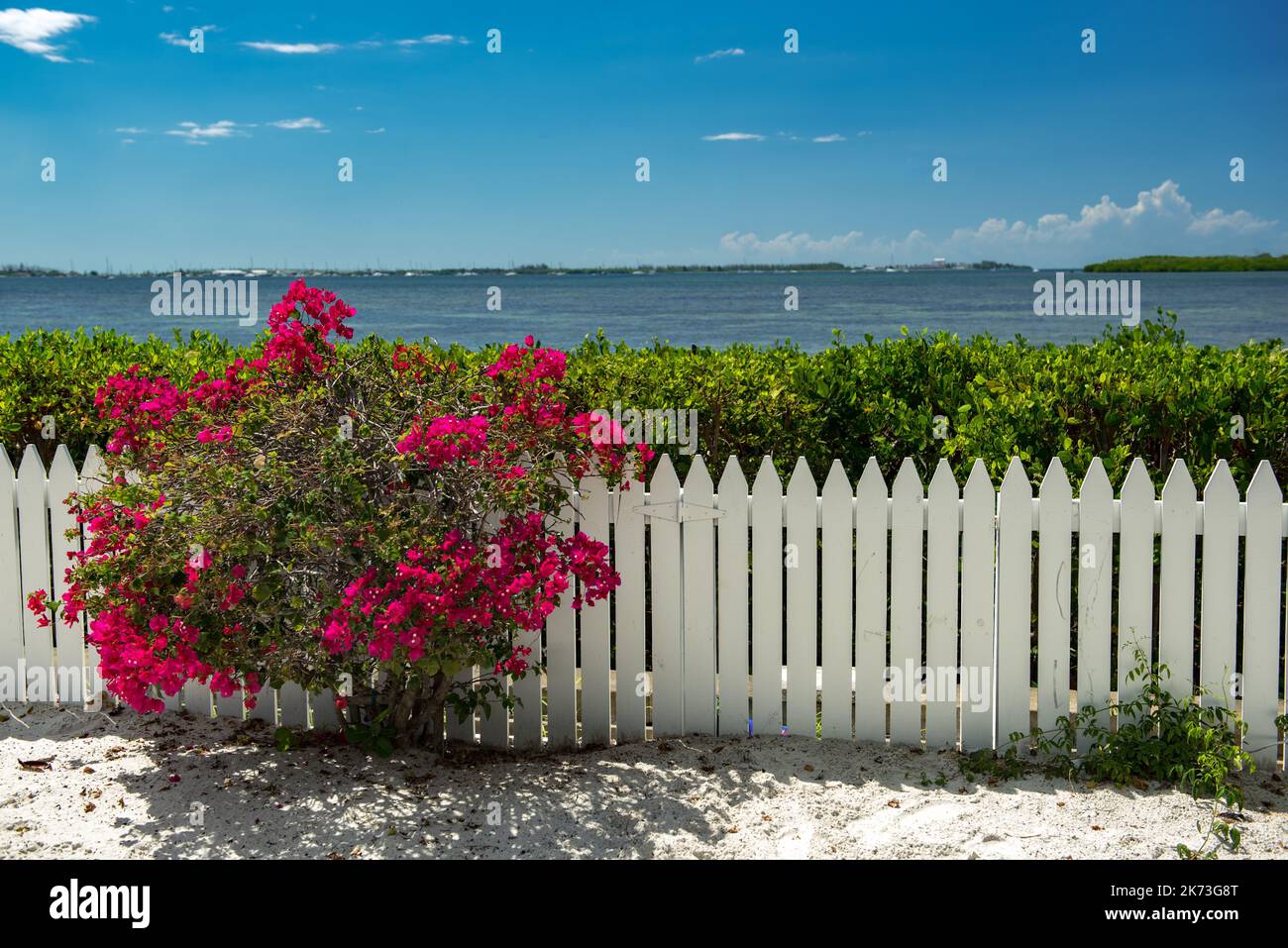 A seascape from a white picket fence surrounded by plants and flowers ...