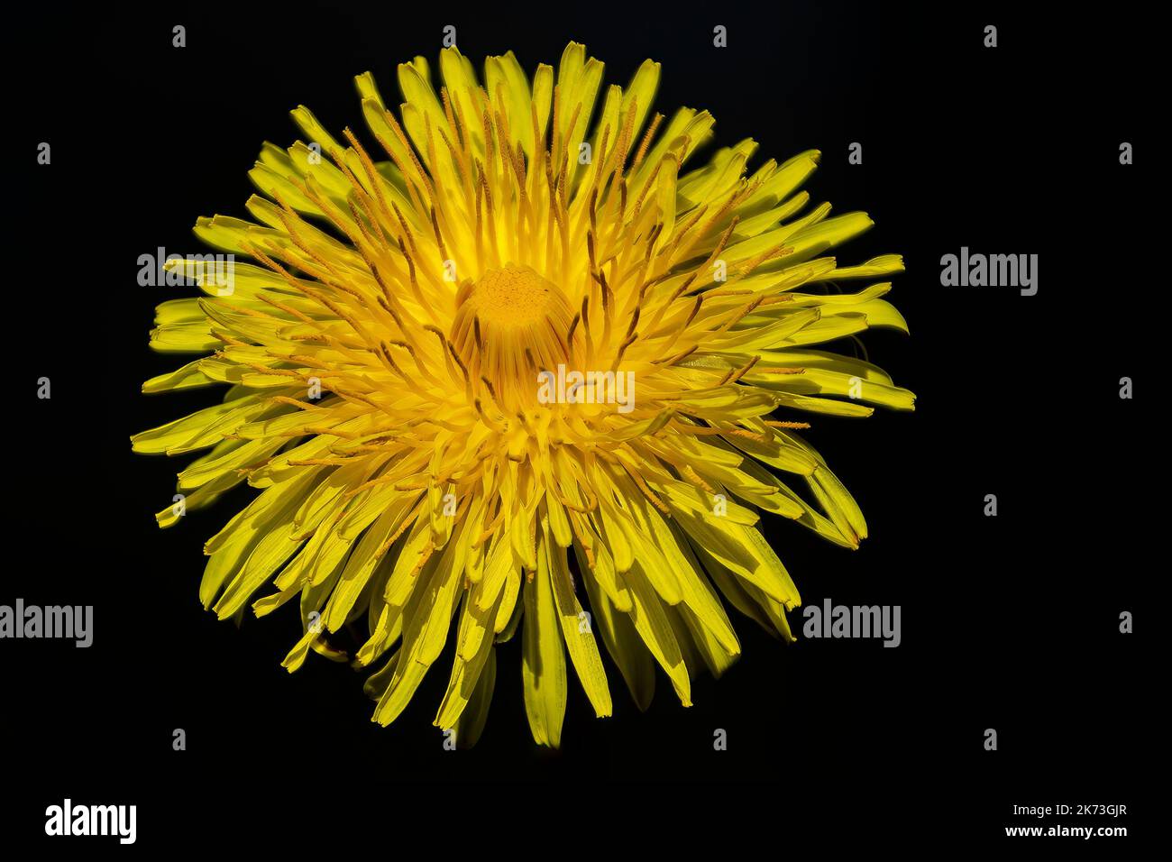 Tunfifill hi-res stock photography and images - Alamy