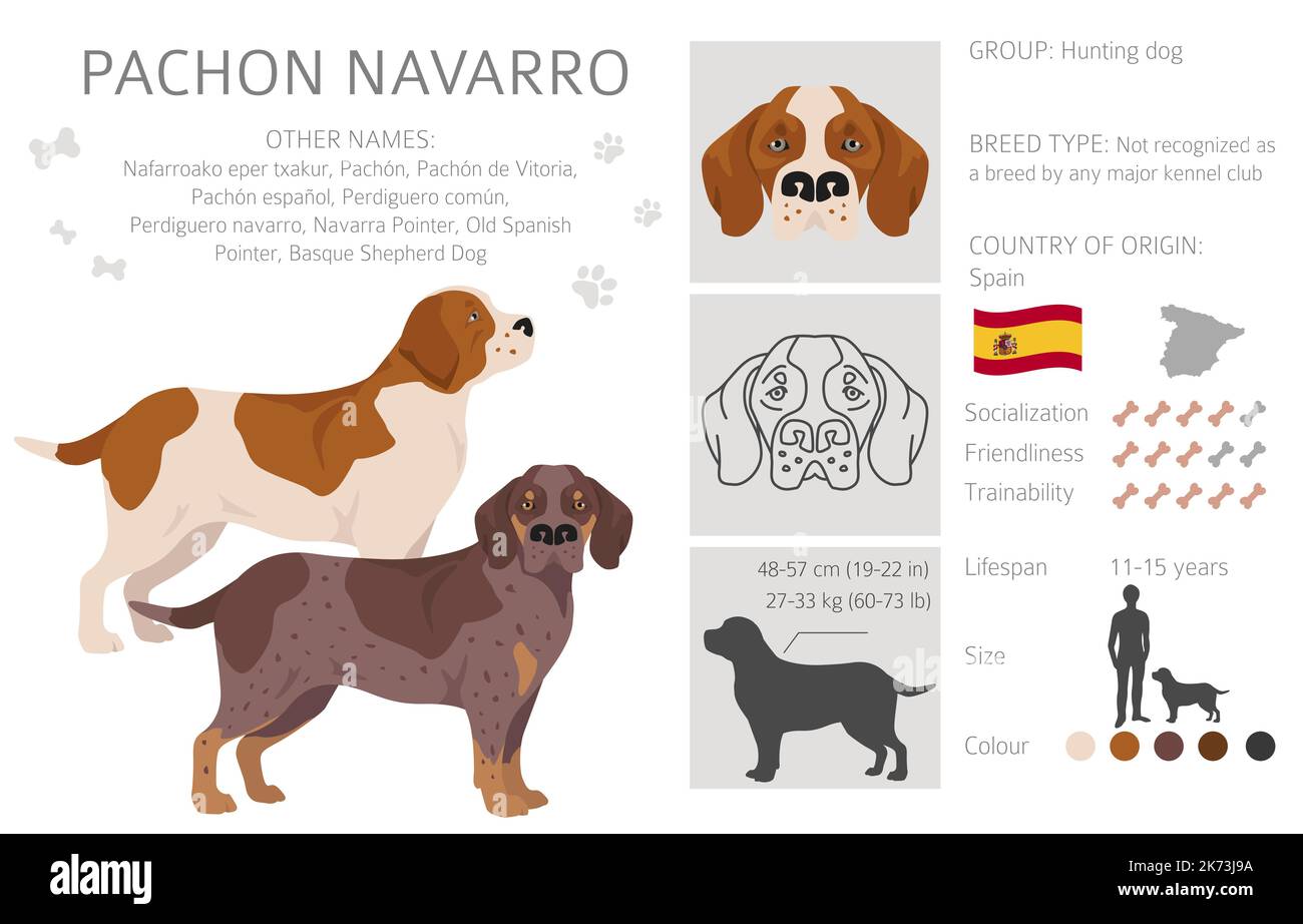 Pachon Navarro clipart. All coat colors set. All dog breeds ...