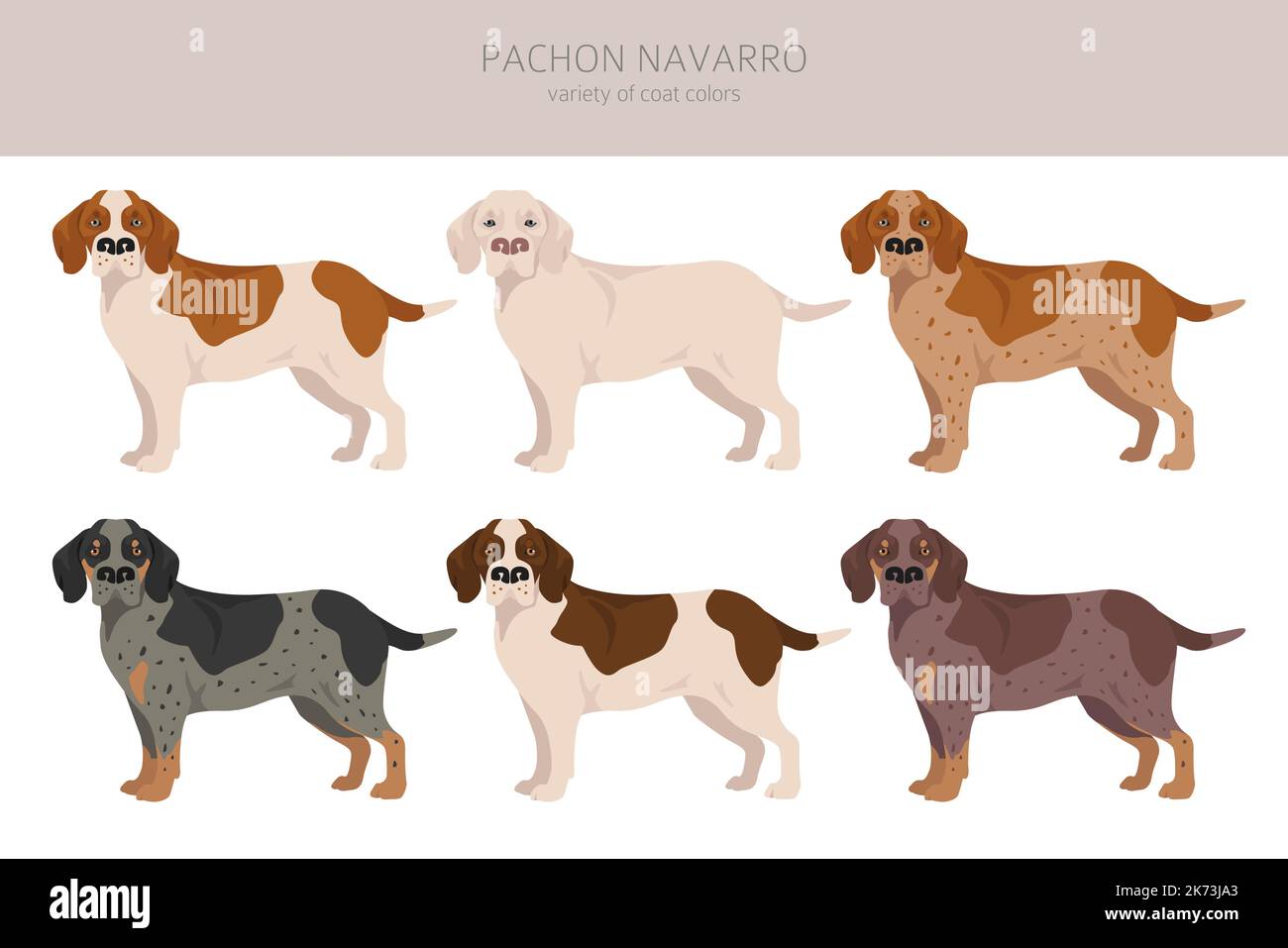 Pachon Navarro clipart. All coat colors set. All dog breeds ...