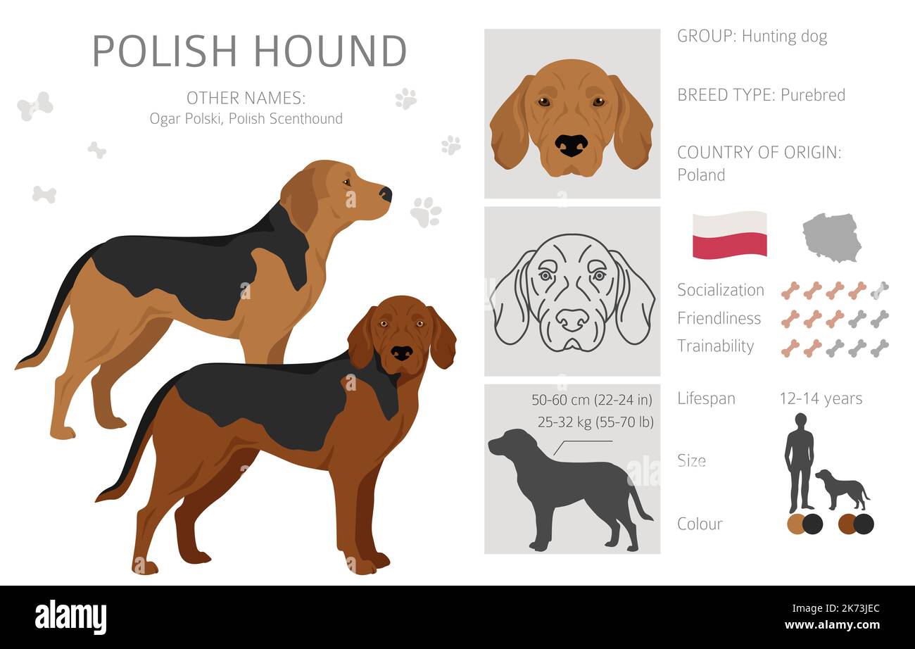 Polish Hound