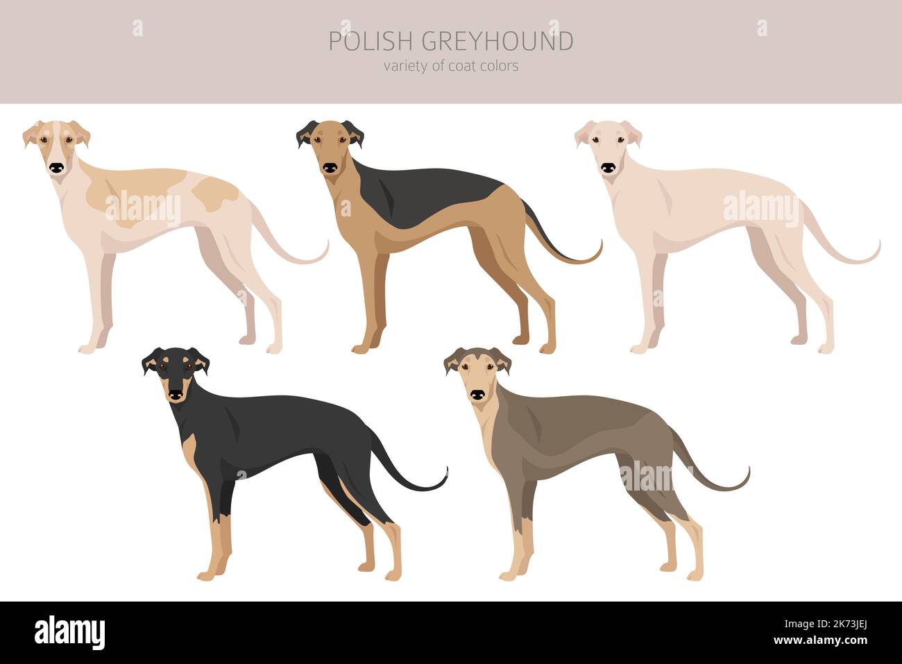Polish Greyhound clipart. All coat colors set. All dog breeds ...