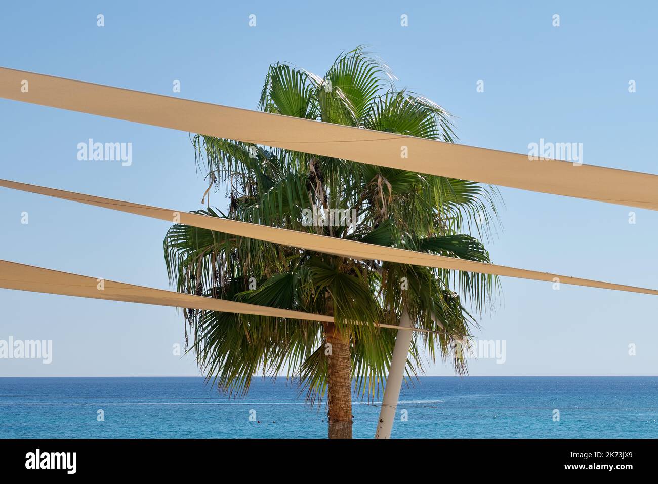 Palm tree with sun shade crossing over in front of it on a ...