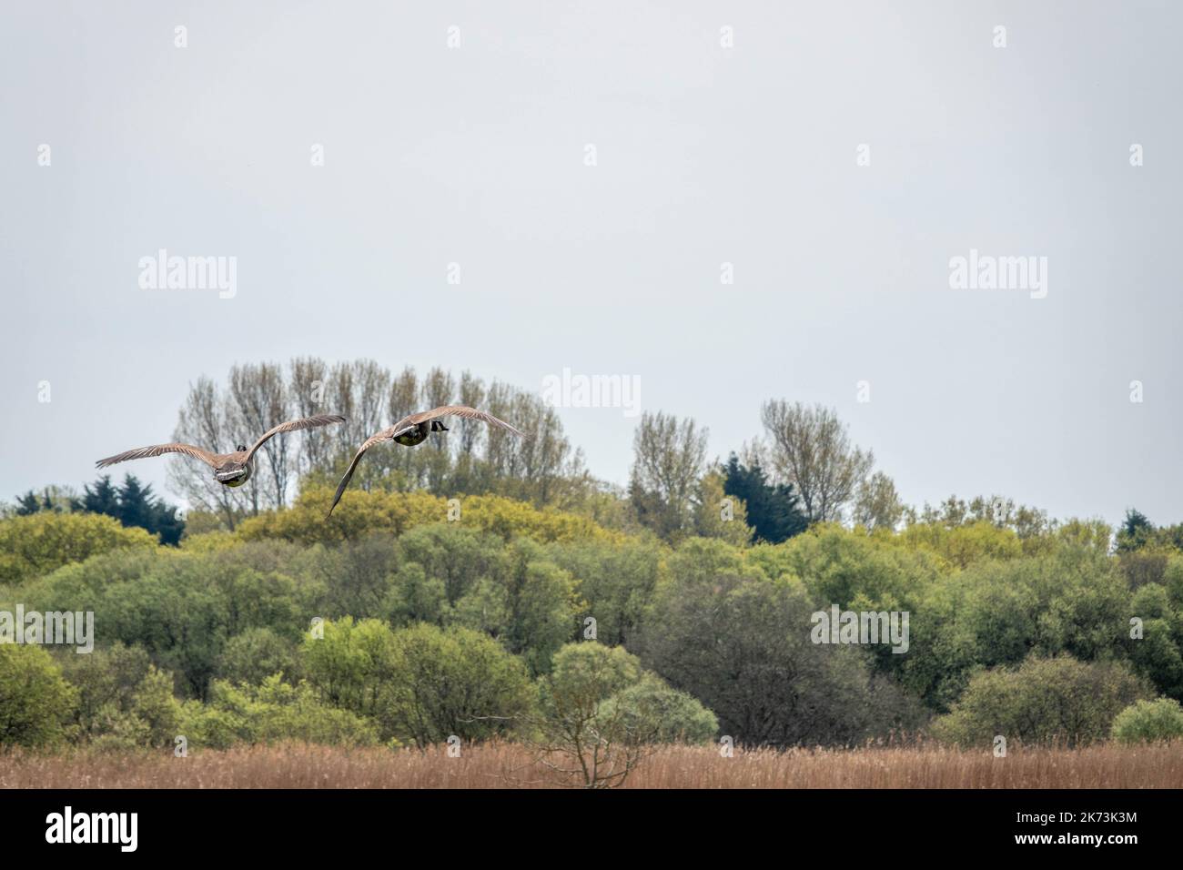 Canada goose flying over water hi-res stock photography and images - Alamy