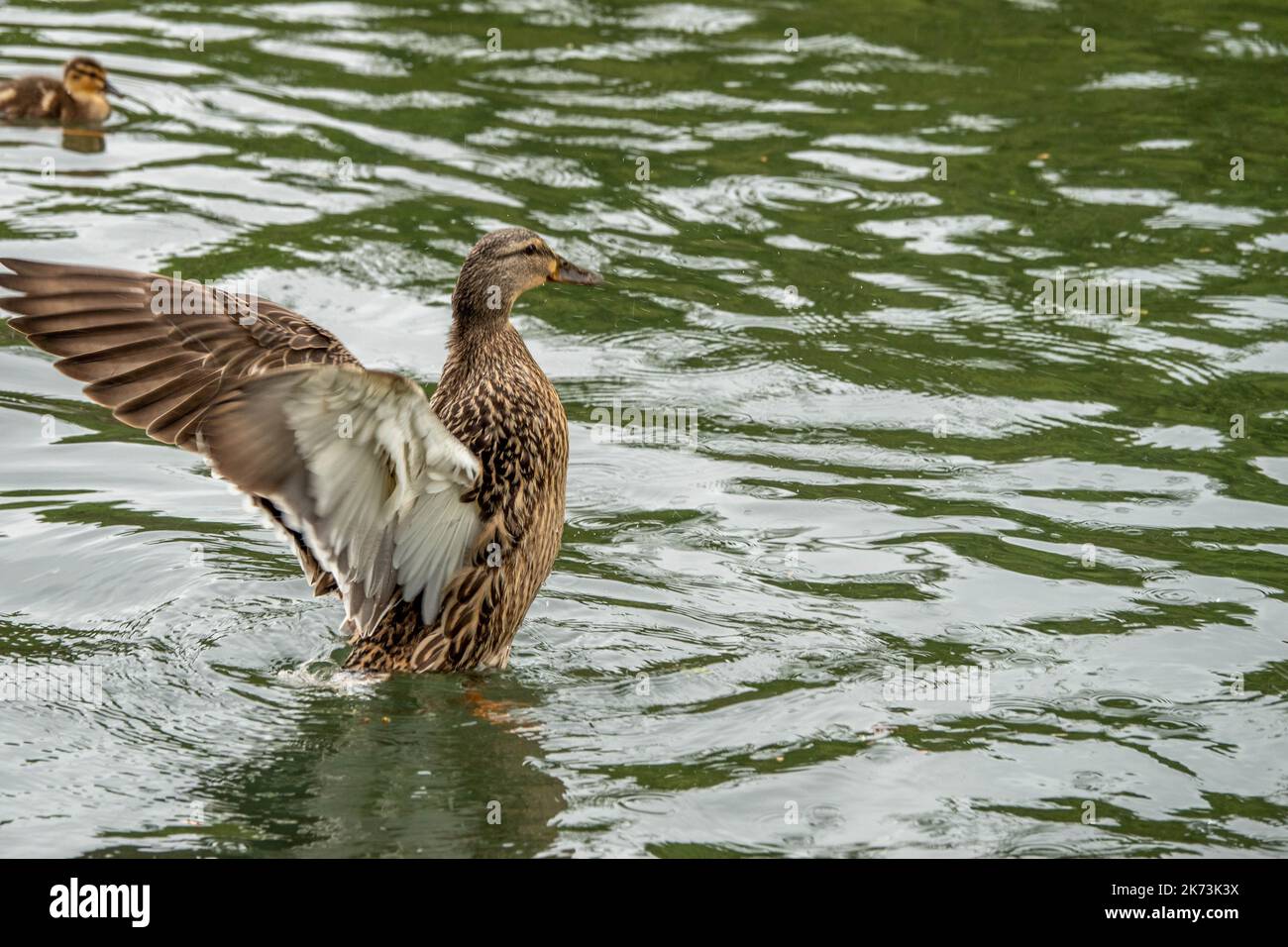 female mallard duck flapping wings about to take off from the water ...