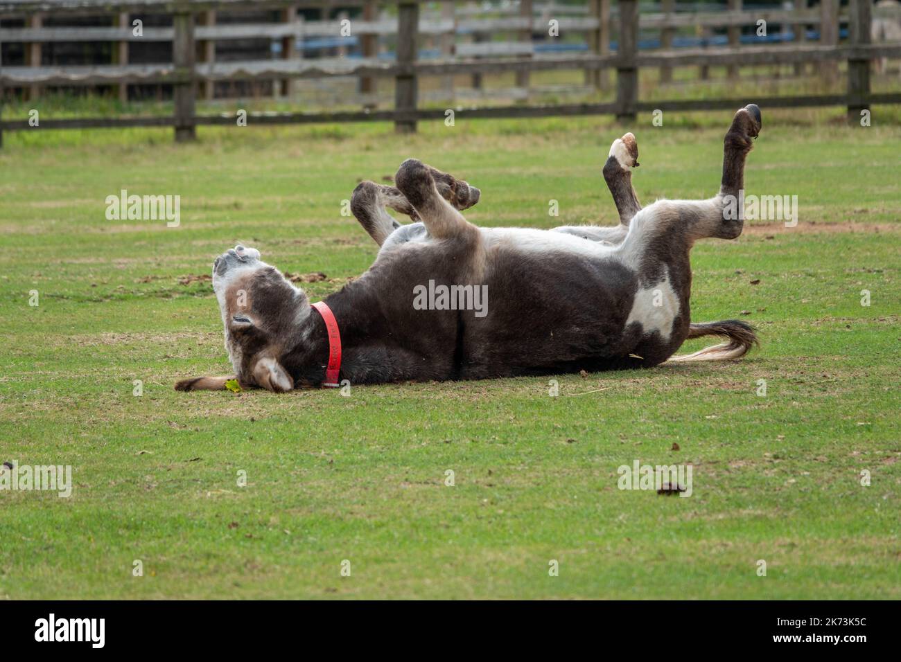 happy donkey having a roll on the grass with legs in the air Stock ...