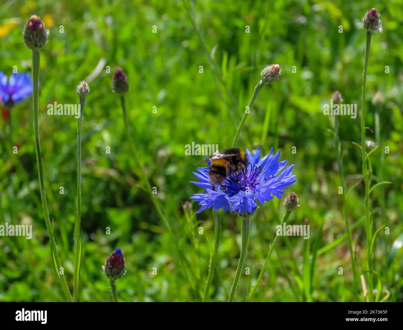 bumble bee collecting pollen from bright blue flower of the cornflower ...