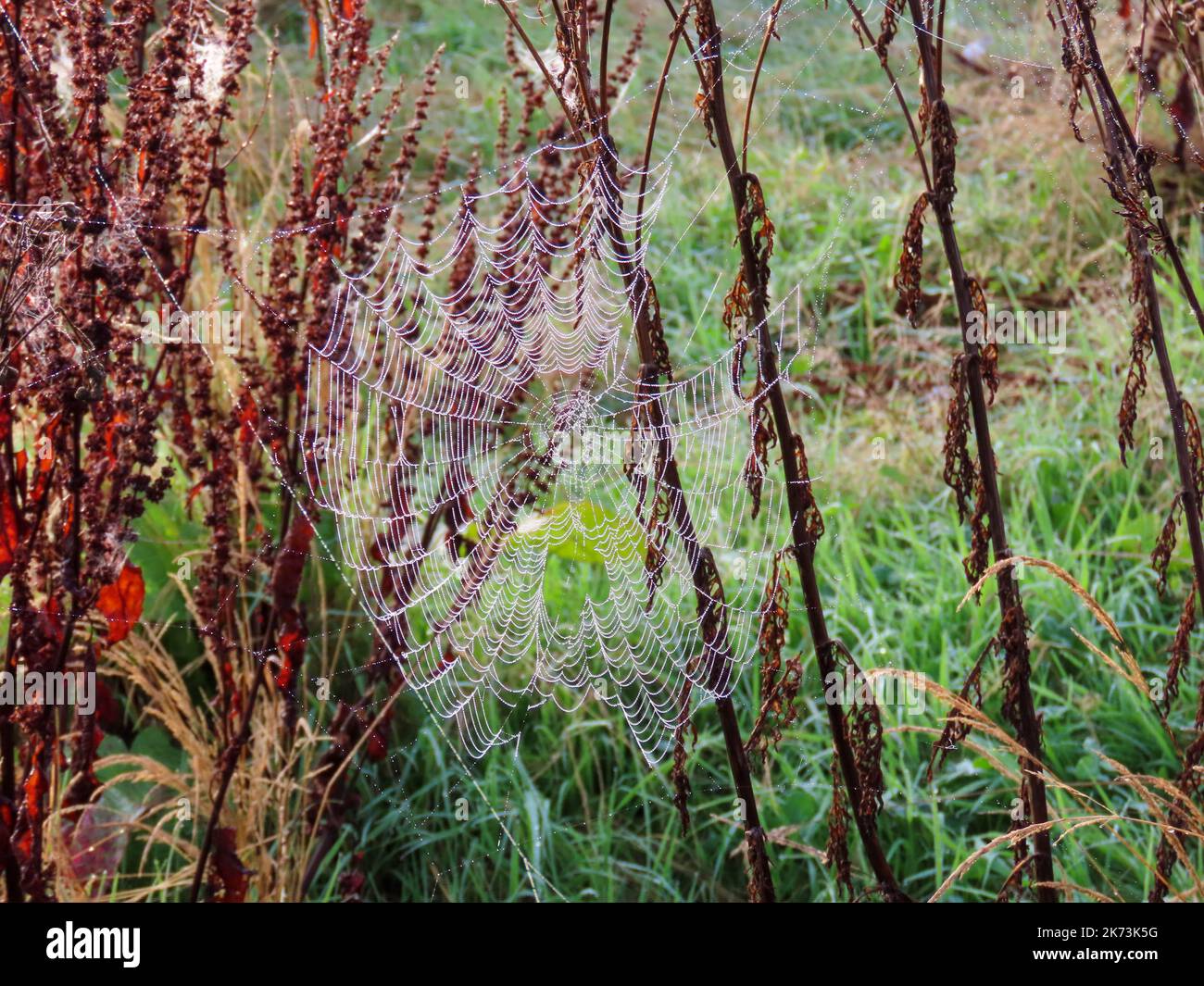 A spider web, spiderweb, spider's web, or cobweb is a structure created ...