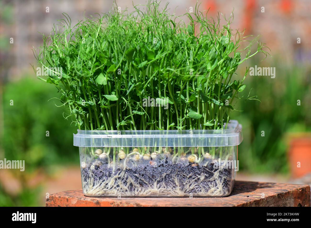 organic pea plants growing plastic container showing roots in soil ...