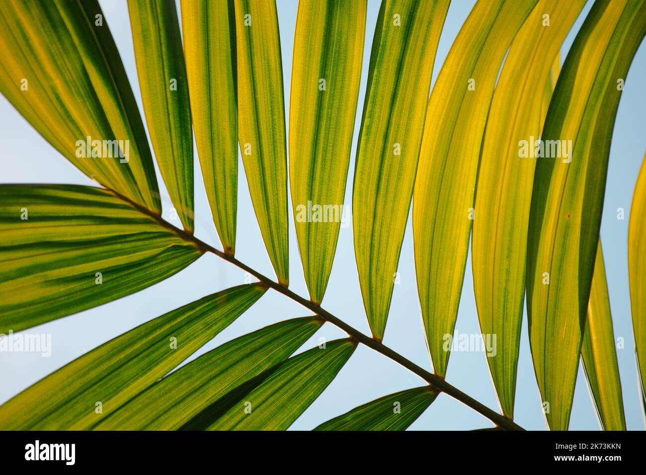 Green leave of palm tree on sky background Stock Photo - Alamy