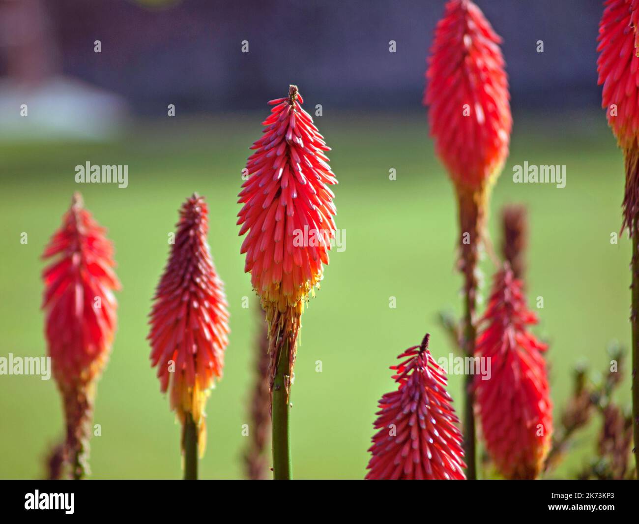 Kipling gardens in rottingdean hi-res stock photography and images - Alamy