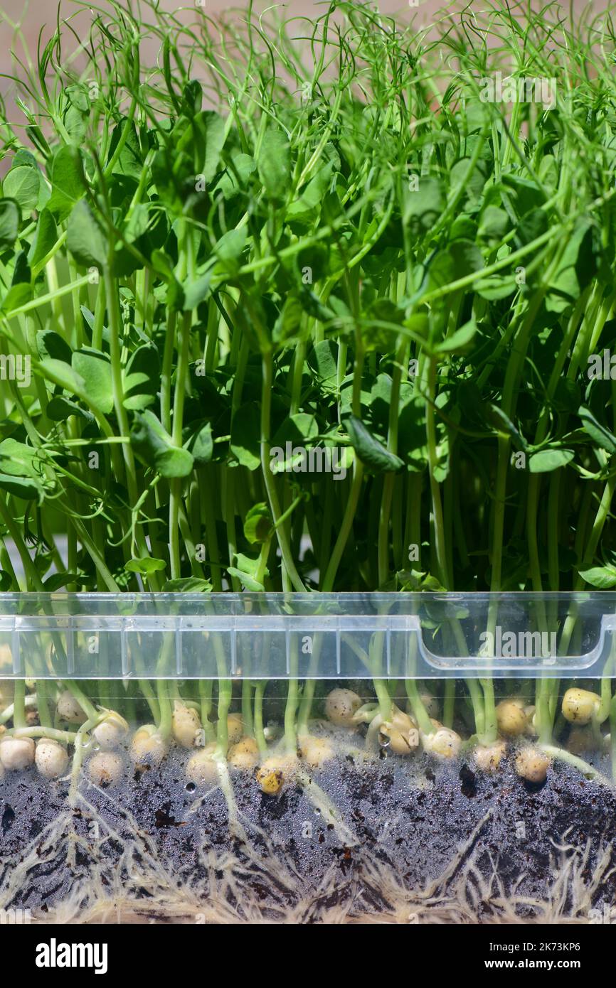 organic pea plants growing plastic container showing roots in soil ...