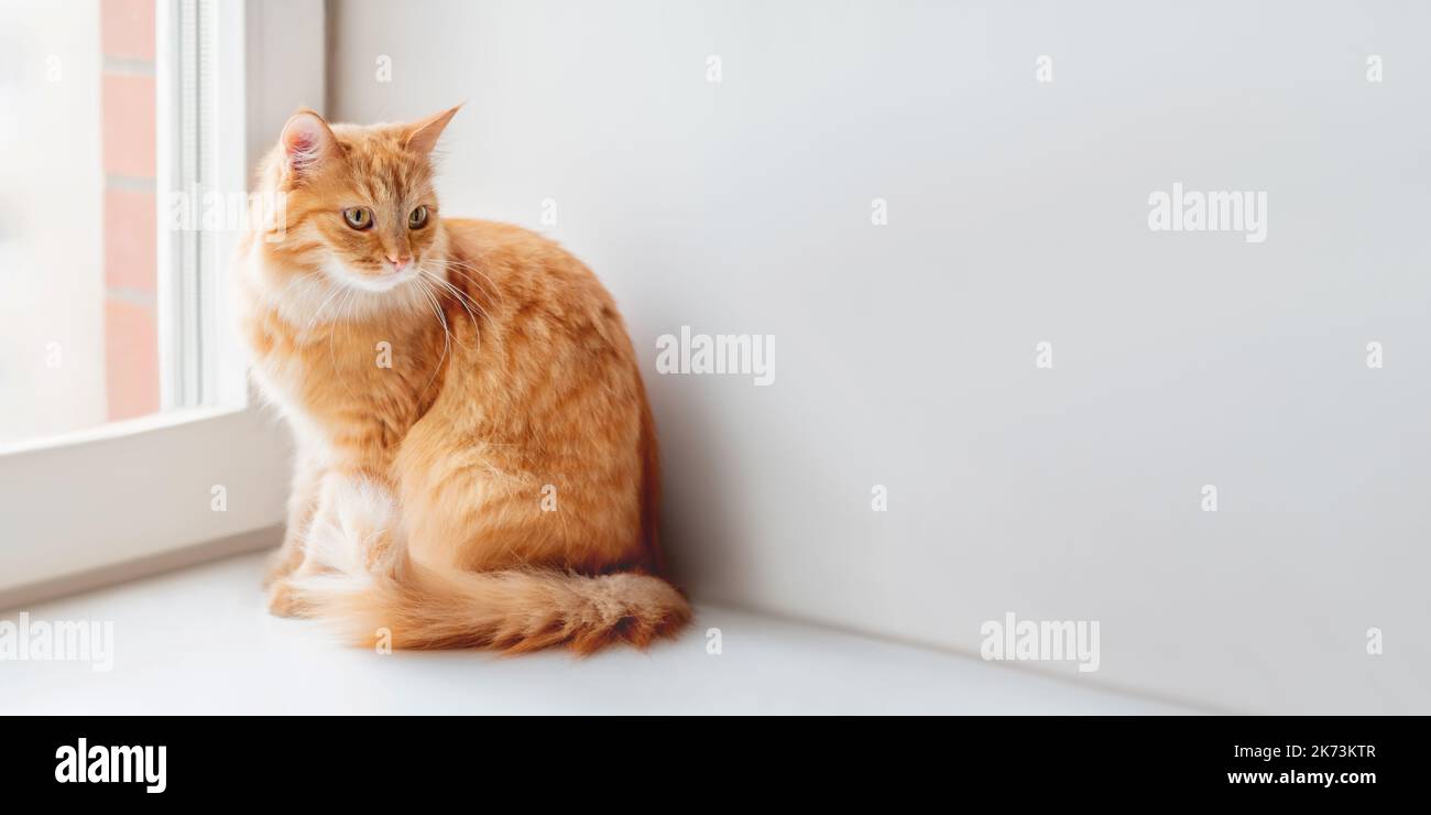 Curious ginger cat is siting on window sill and waiting for something ...