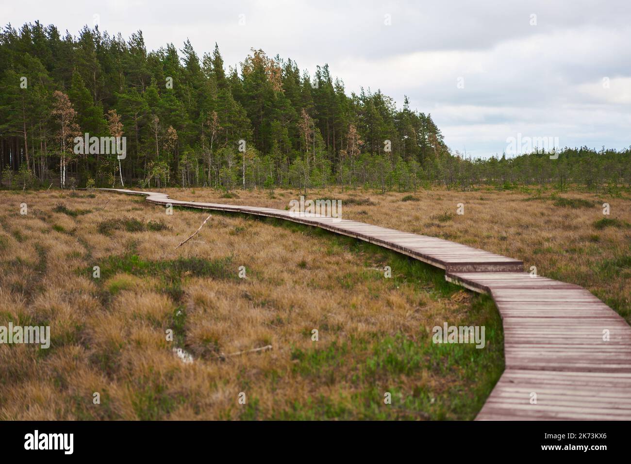 Sestroretsk swamp eco-trail without people, passing directly over the ...