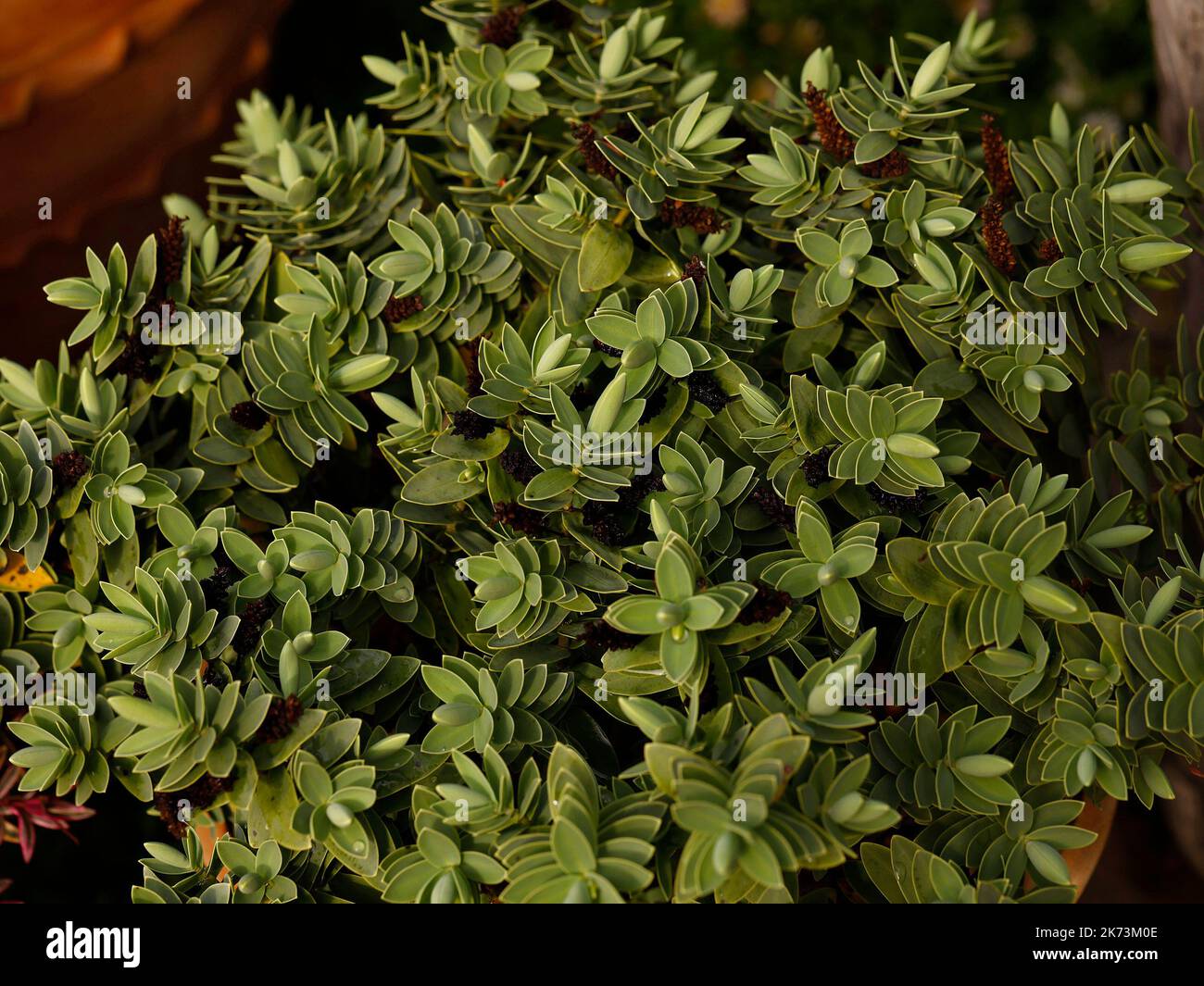 Close up of the green foliage of the small perennial evergreen garden ...