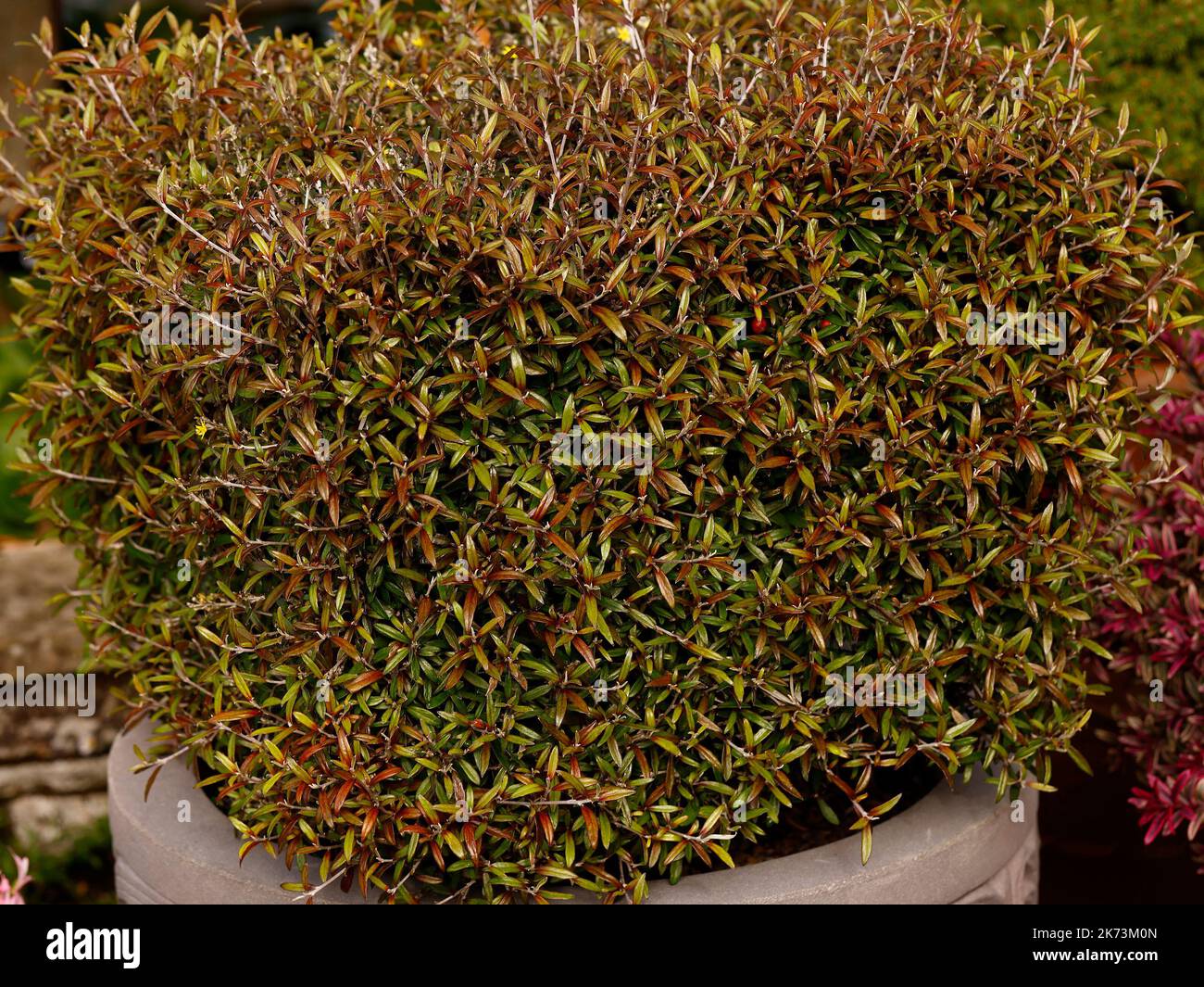 Corokia buddlejoides coco hi-res stock photography and images - Alamy