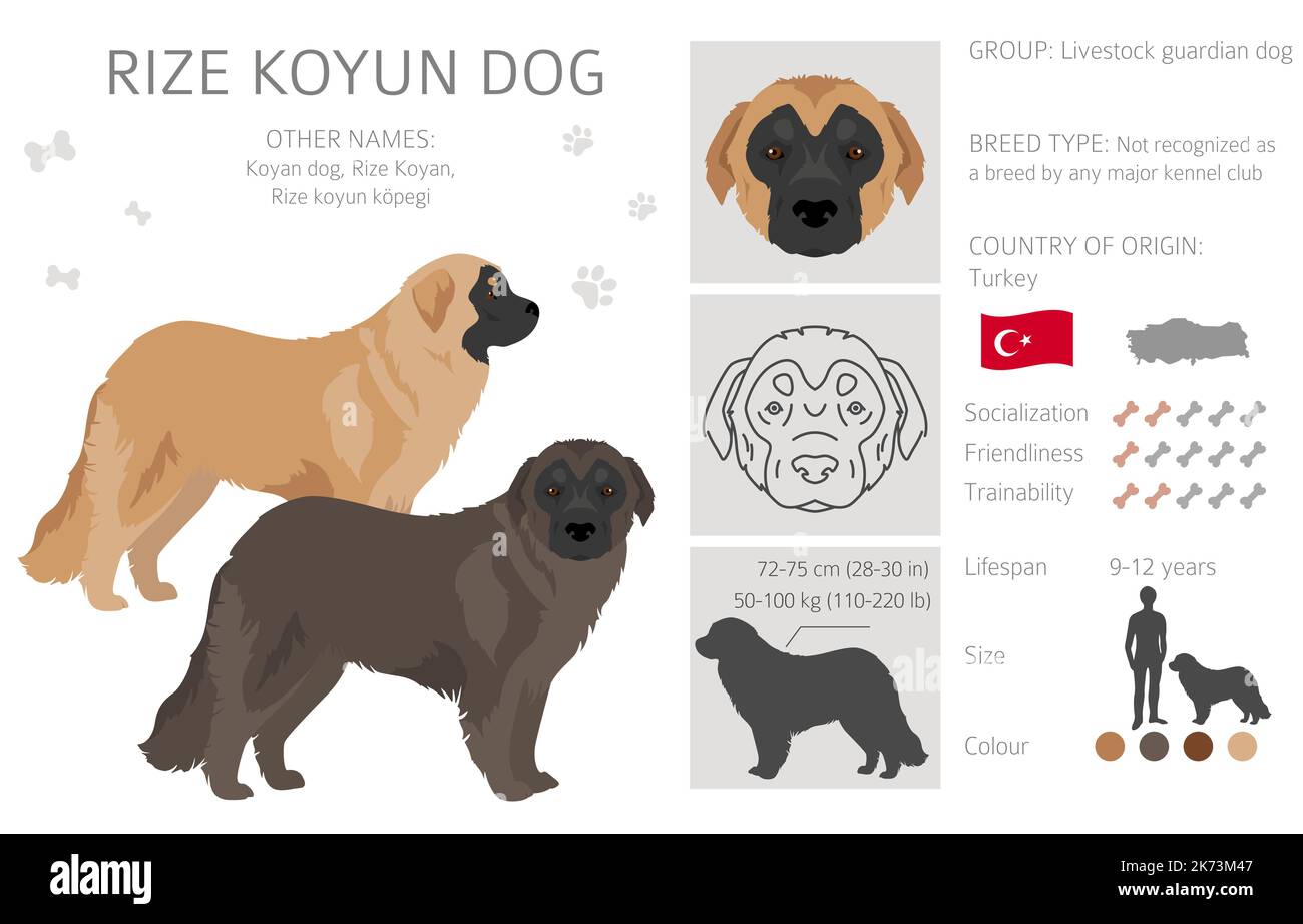 What Is The Breed Of Koyun Dog