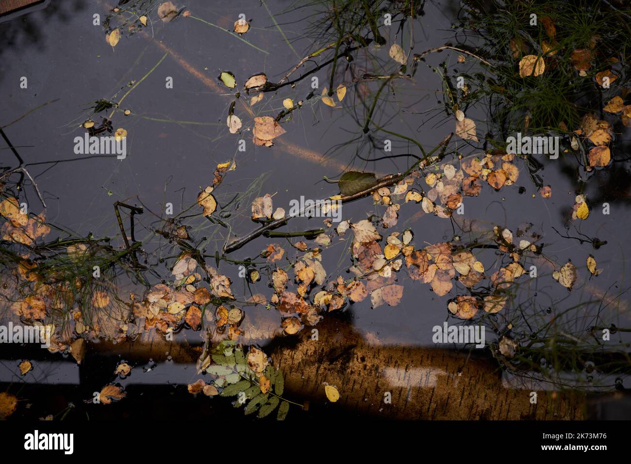 Lake water strewn with fallen leaves. Concept of nature and golden fall ...