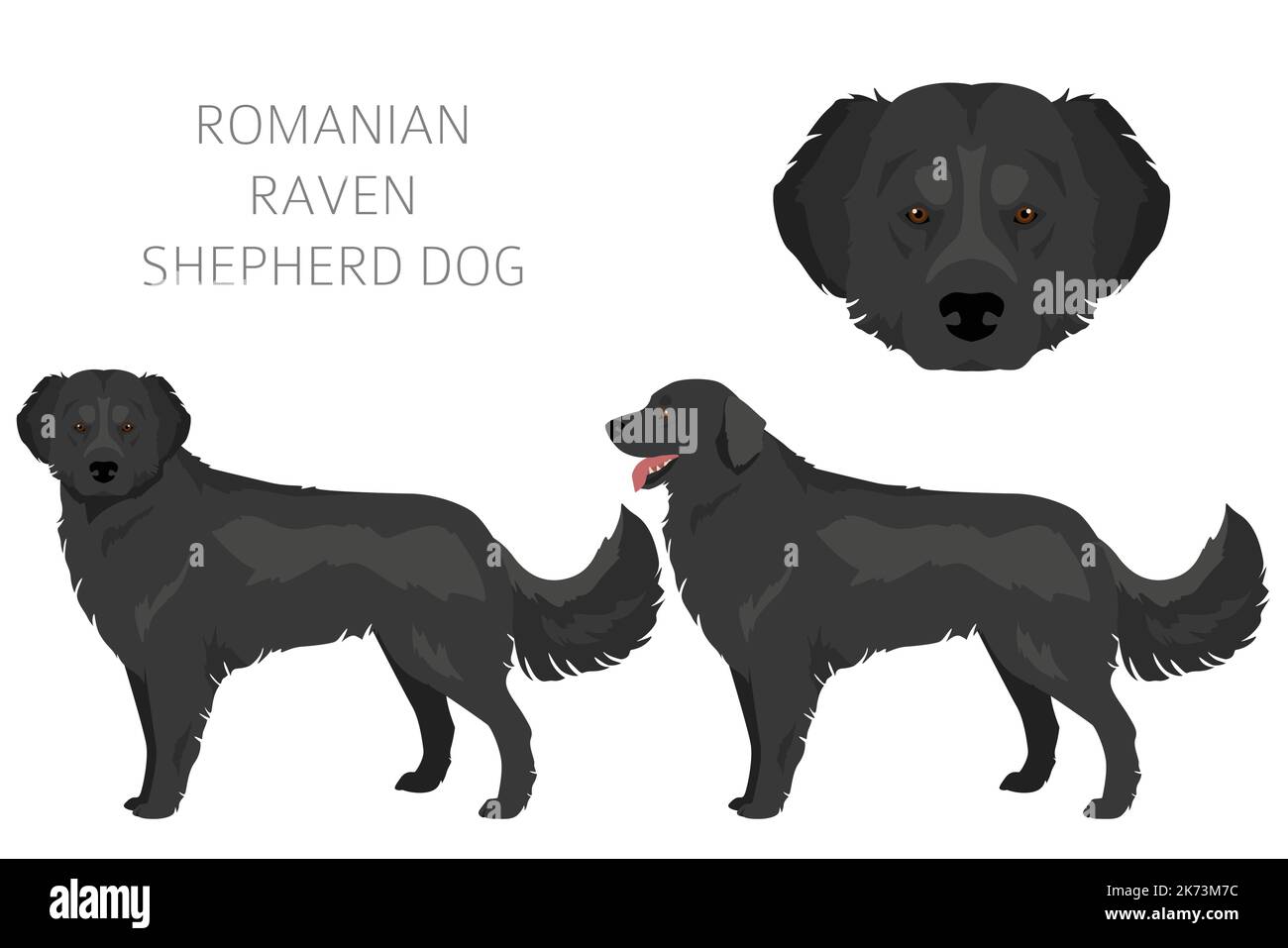 Romanian raven shepherd hi-res stock photography and images - Alamy