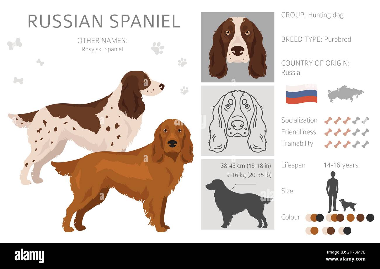 Russian Spaniel clipart. All coat colors set. All dog breeds ...