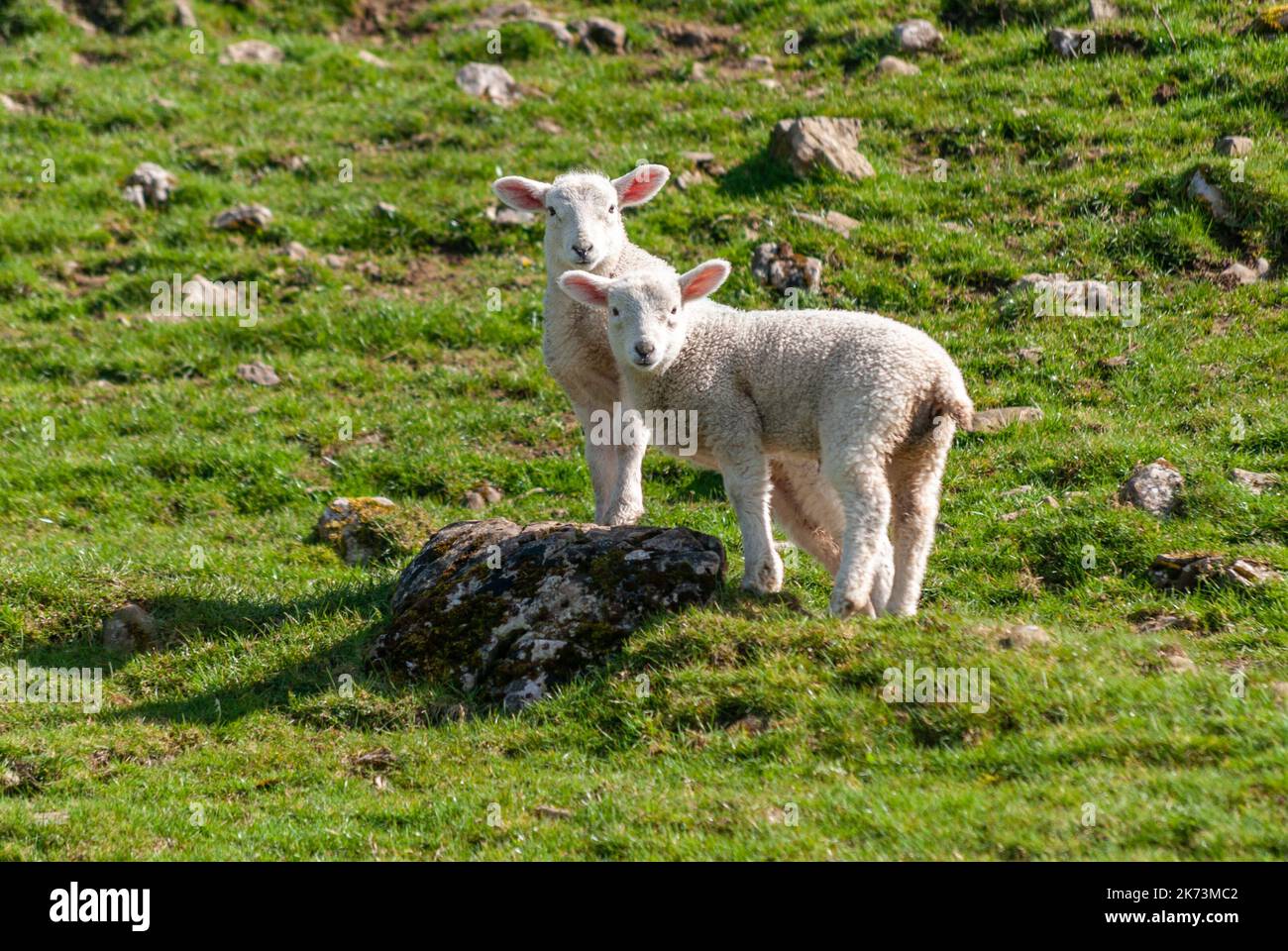 Spring lambs, Lake District, Cumbria, UK Stock Photo - Alamy