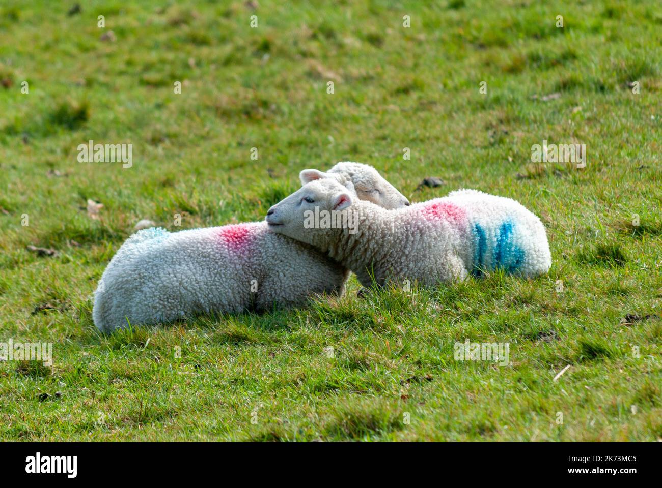 Spring lambs, Lake District, Cumbria, UK Stock Photo - Alamy