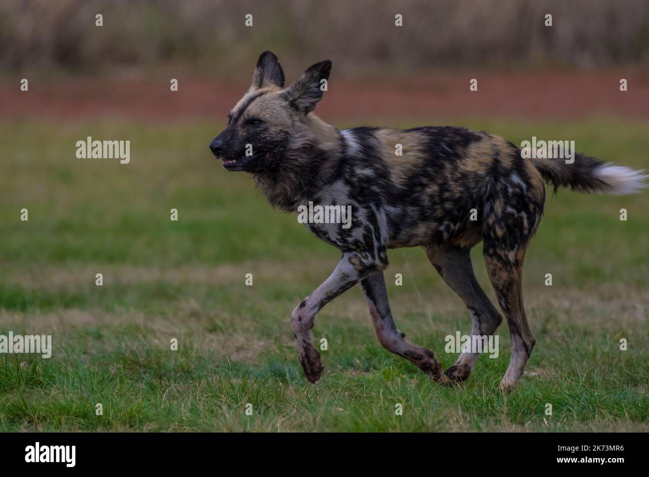 African wild dog Lycaon Pictus in a nature reserve during safari Stock ...