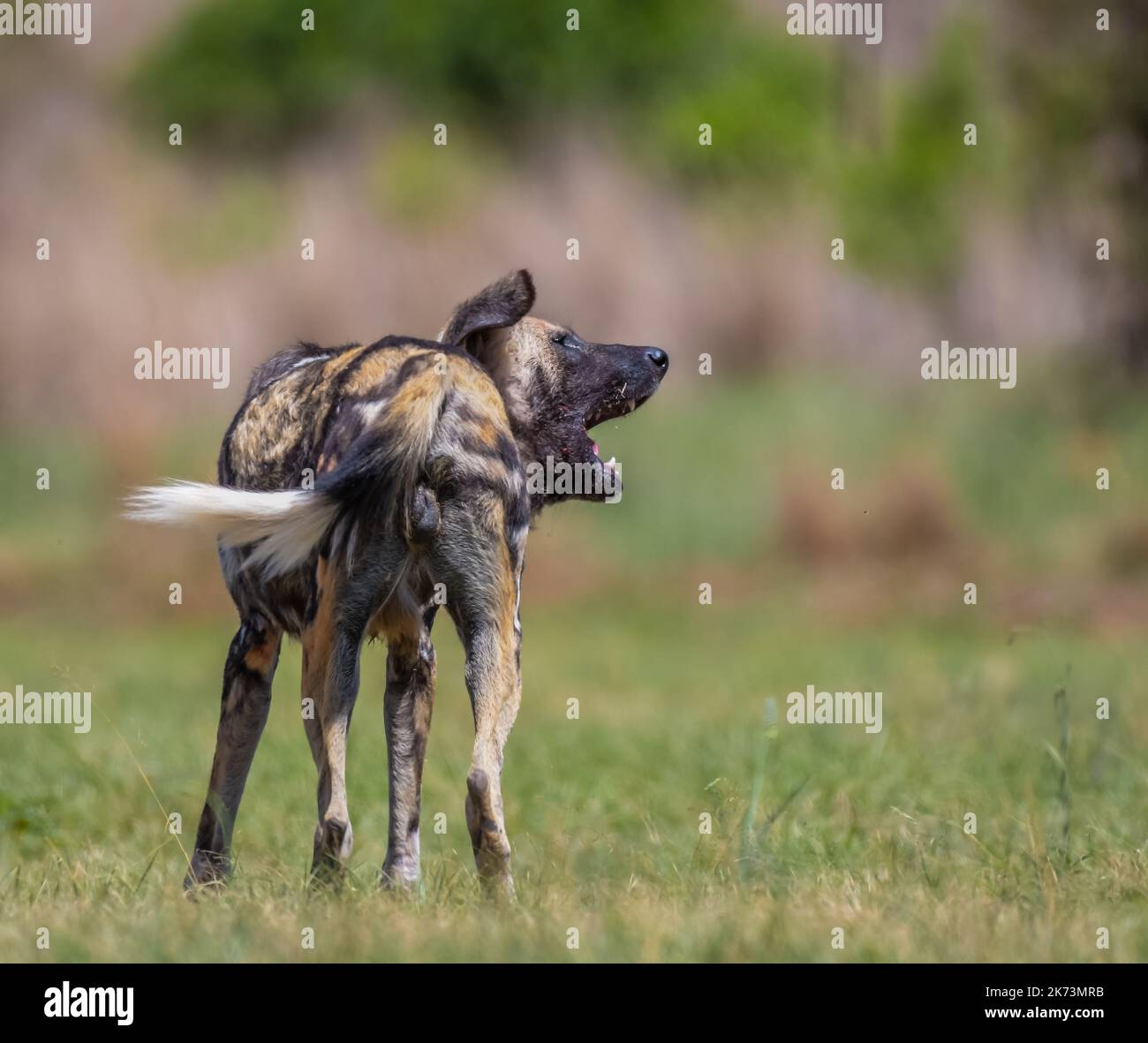 African wild dog Lycaon Pictus in a nature reserve during safari Stock ...