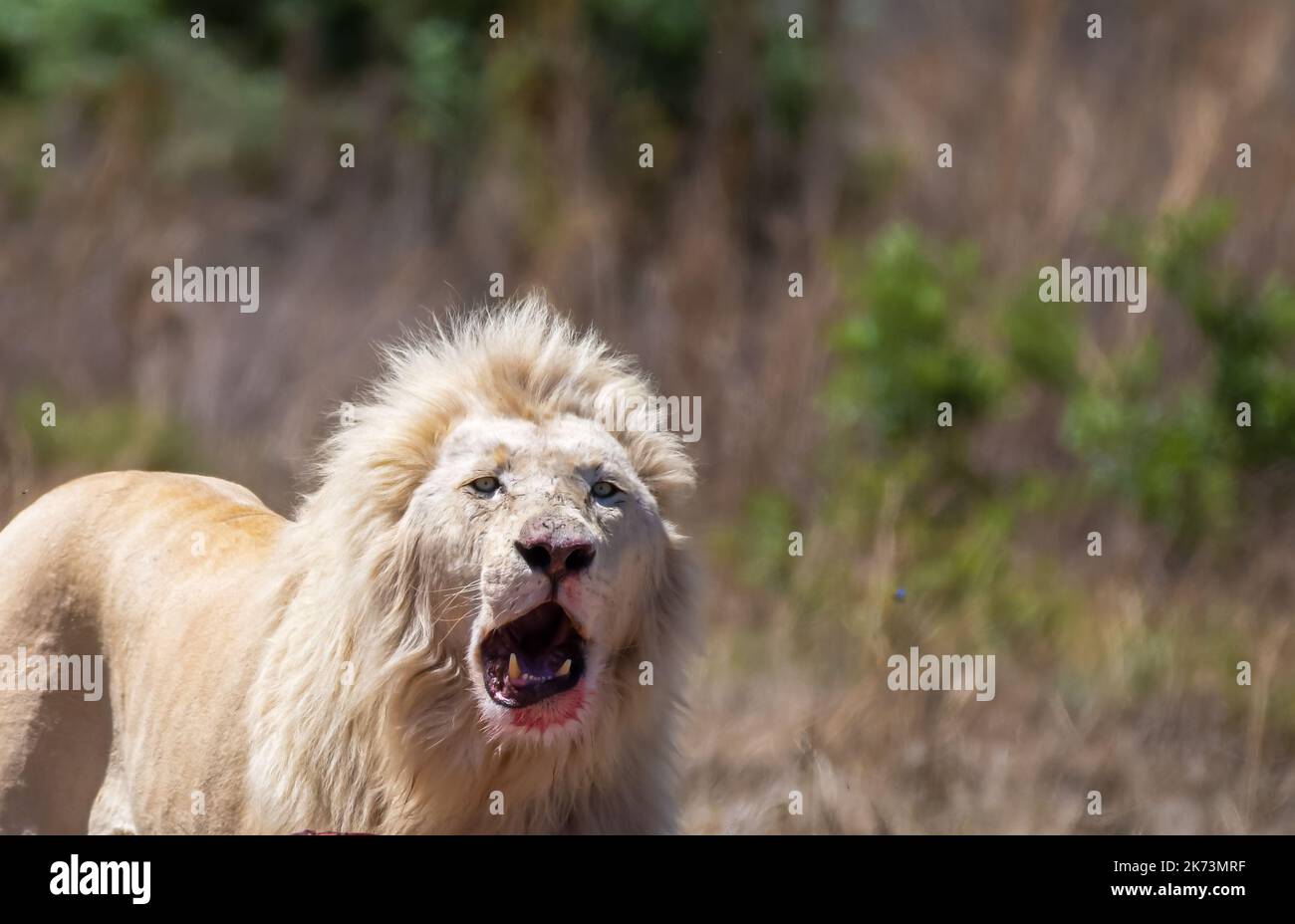 White lion rare portrait in a zoo in South Africa Stock Photo - Alamy