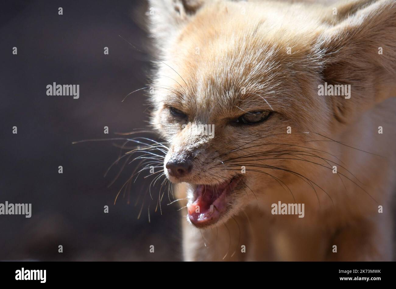 Fennec fox closeup portrait in desert Stock Photo - Alamy