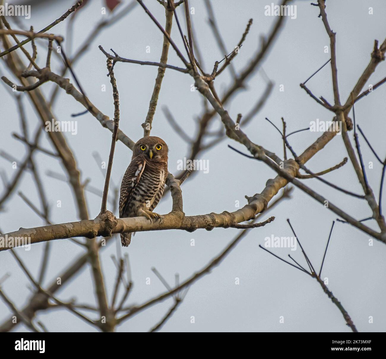 Periyar tiger reserve or national park in Kerala India Stock Photo - Alamy