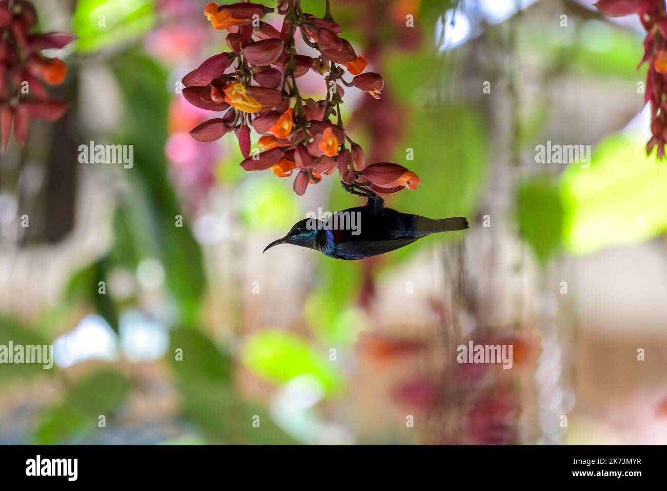 Periyar tiger reserve or national park in Kerala India Stock Photo - Alamy